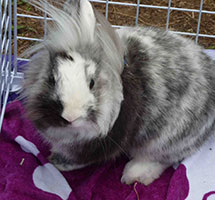 International Rabbit Day