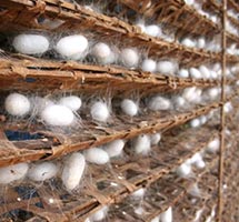 Seta: una storia non proprio pregiata